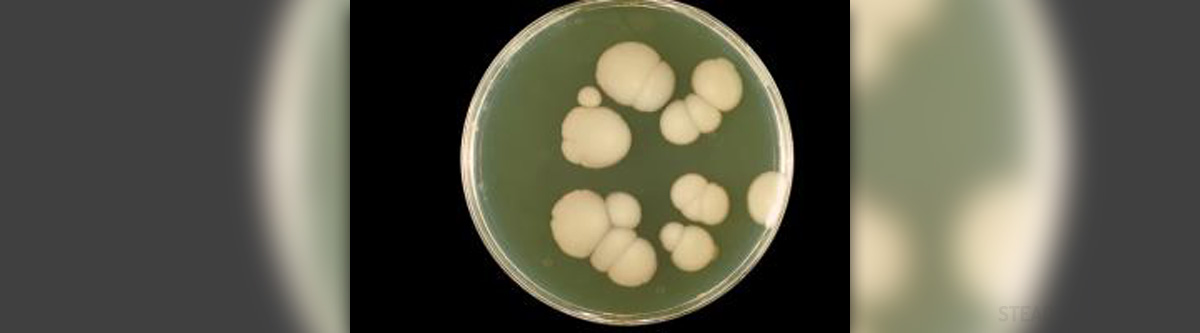 Candida Cleanse Products Body Health Conditions Center SteadyHealth