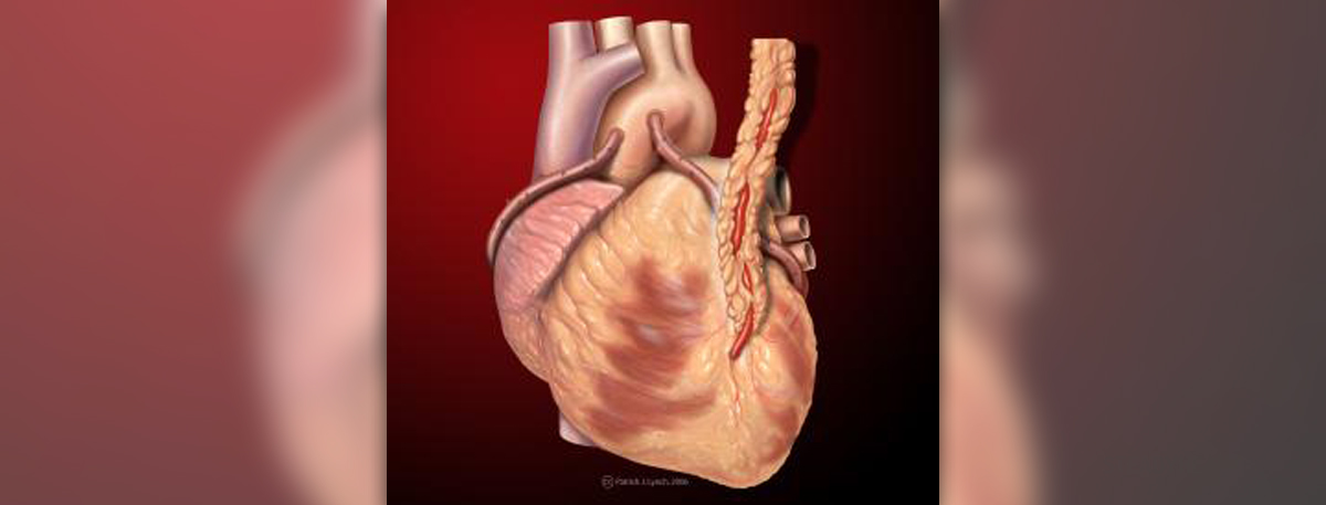 How Does The Heart Pump Blood General Center SteadyHealth