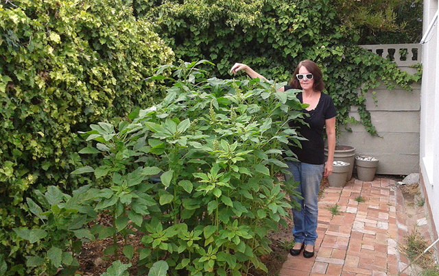 Traditional Morogo: The Most Nutritious Leaf Vegetable In Africa ...