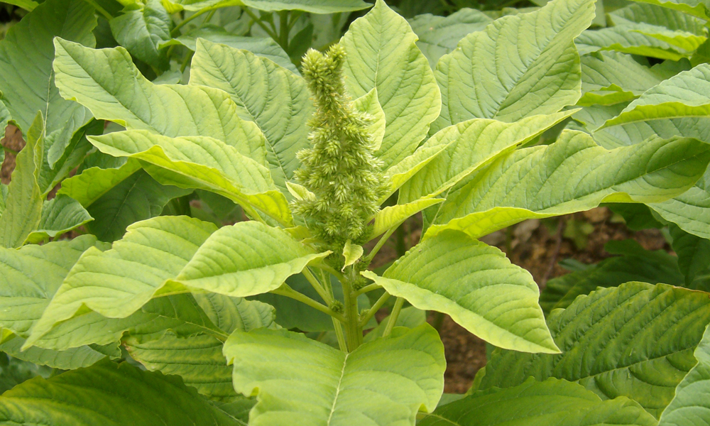 Traditional Morogo: The Most Nutritious Leaf Vegetable In Africa ...