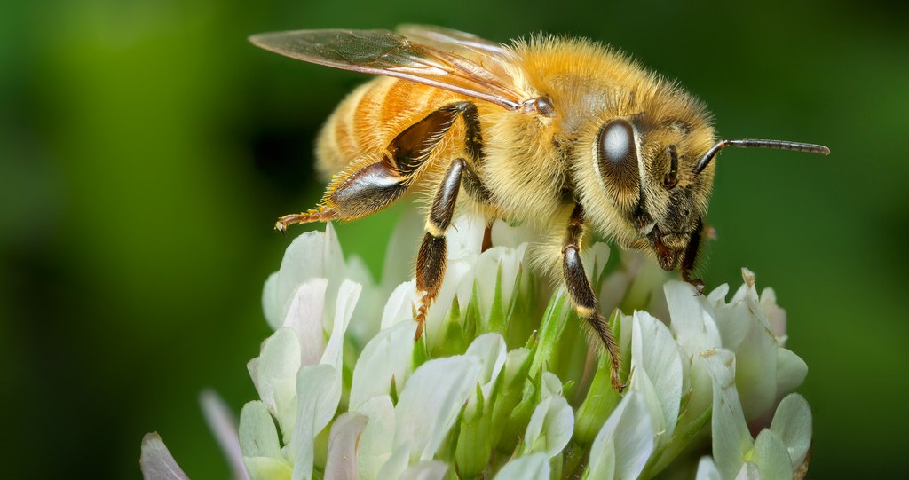 The Surprising Healing Powers Of Manuka Honey | Alternative medicine ...
