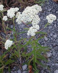 Yarrow root facts | General center | SteadyHealth.com
